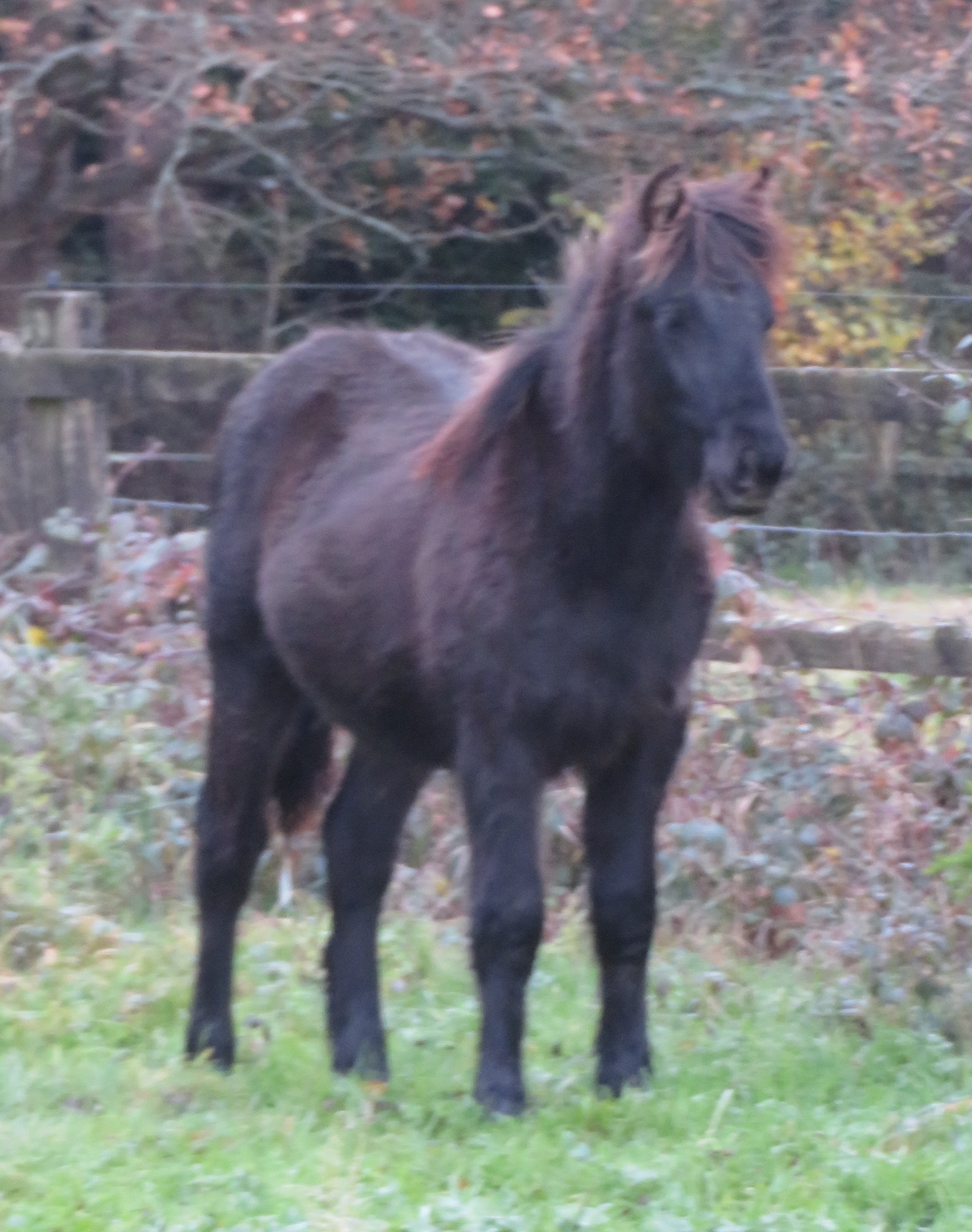 The Fell Pony Society * Sales List