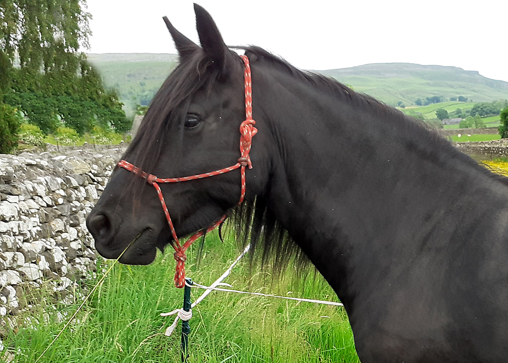 The Fell Pony Society * Sales List