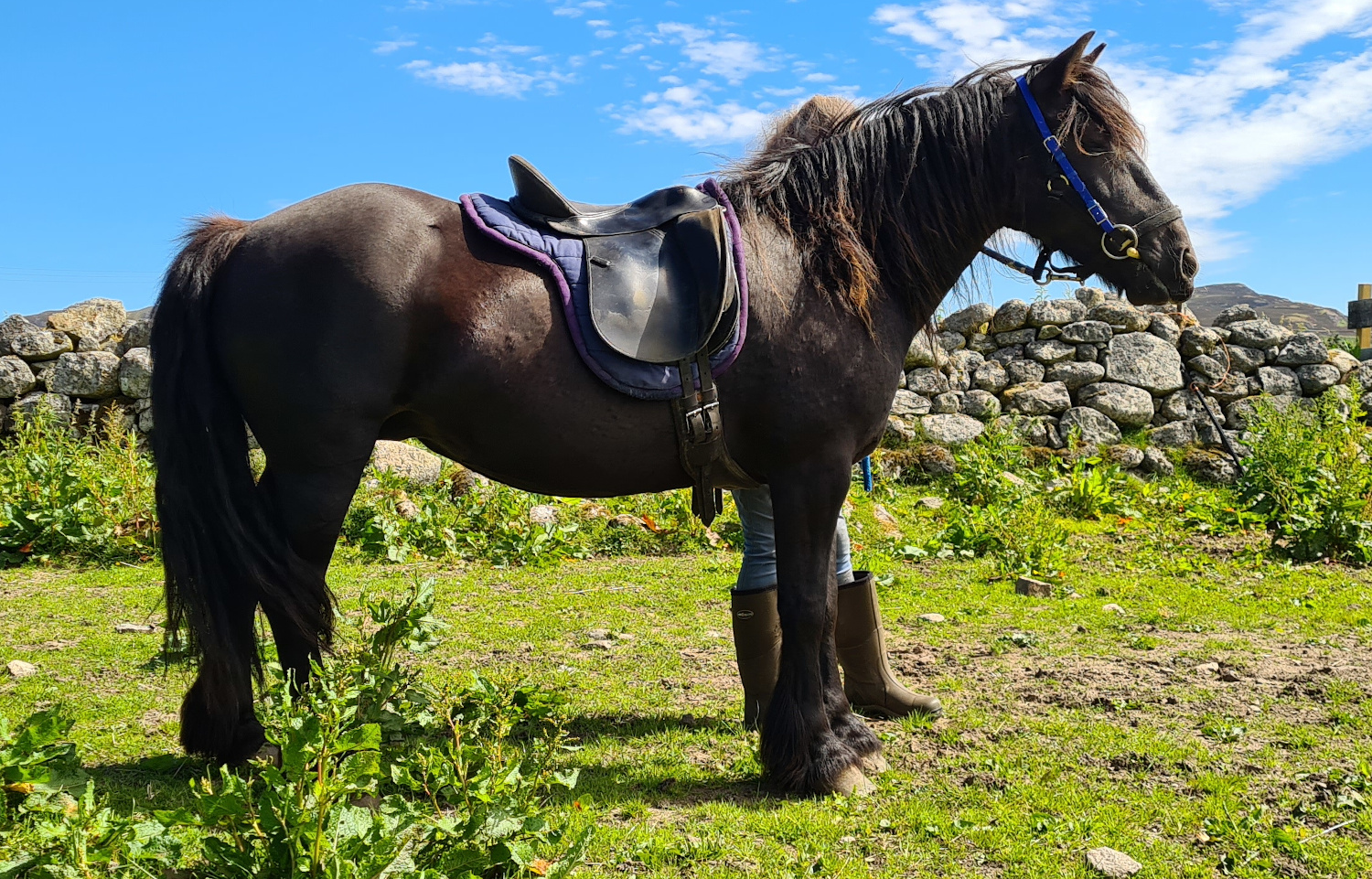 The Fell Pony Society * Sales List