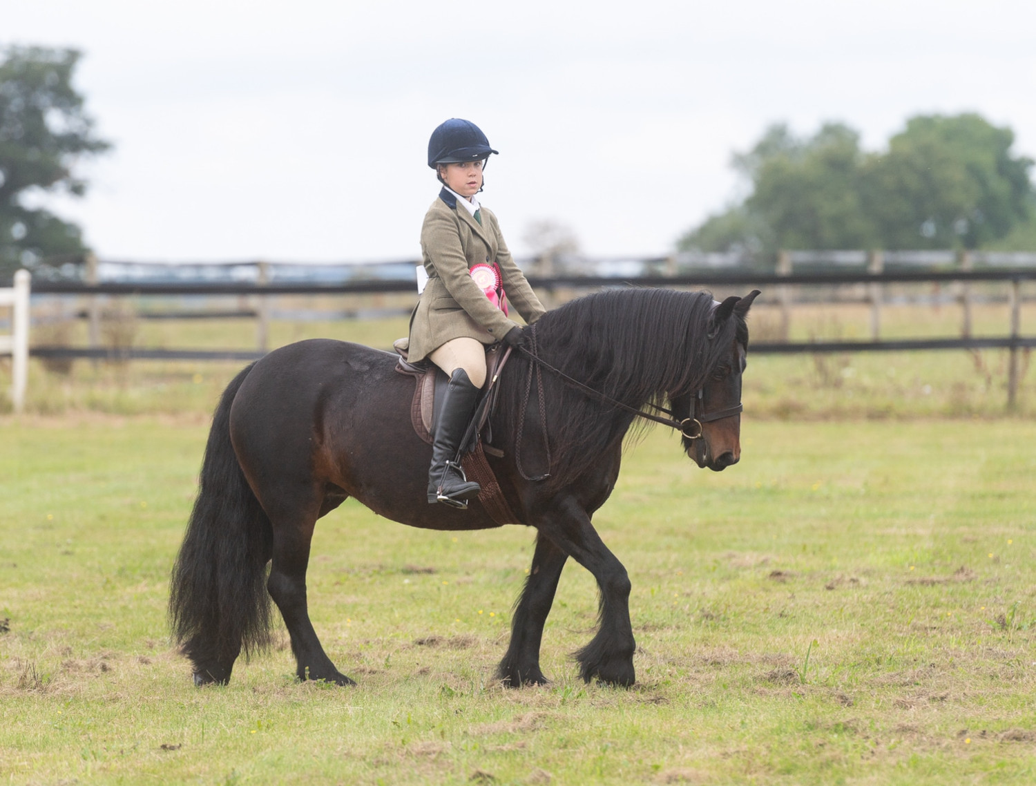 The Fell Pony Society * Sales List